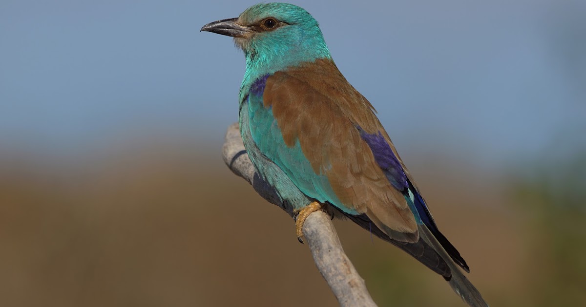 Pasión por las aves: Carraca europea ,(Coracia garrulus)