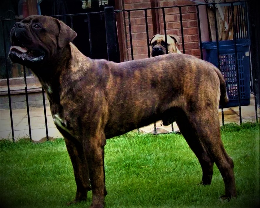 Bullmastiff dog breed information, price, history, characteristics of ...
