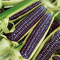 Navajo Blue Corn