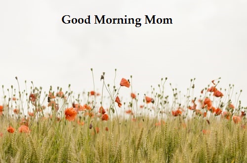 10 Secrets About Good Morning Message That Nobody Will Tell You.