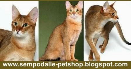 Pengetahuan Tentang Kucing / Cat: Pola Warna "TABBY" Pada Kucing