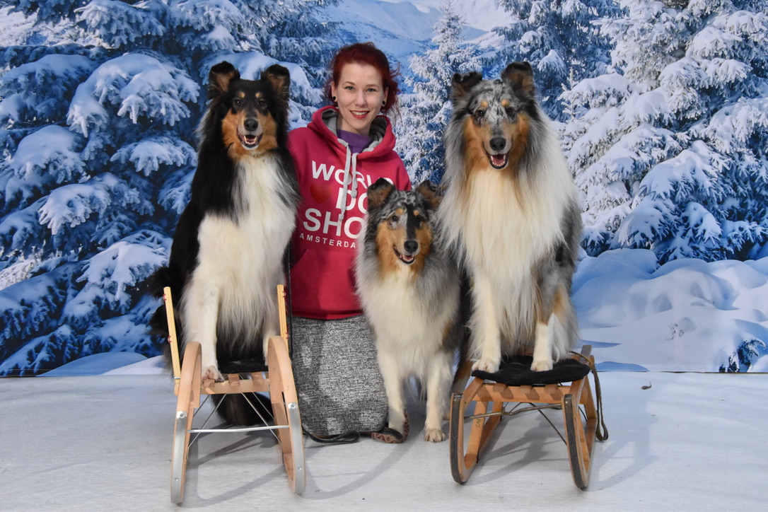 Glamourace Collies: Britisch sheepdog show great succes