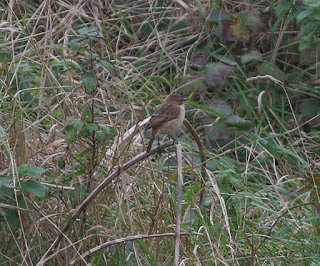 Borderlands Birding... and beyond: Stejneger's Stonechat in Co. Durham ...