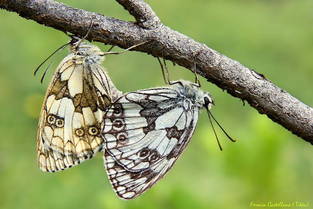 ASILVESTRAO: COPULA DE MARIPOSAS