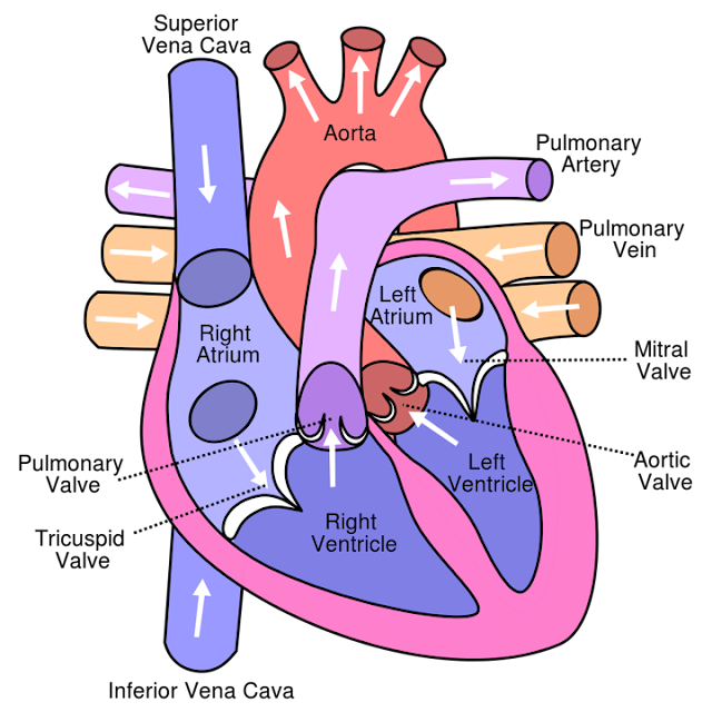 Describe Heart Anatomy By Very Easy Way ~ Medical Knowledge