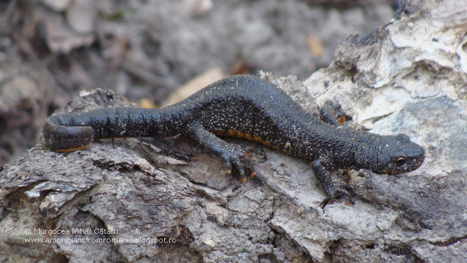 Amphibians from Romania: Triturus cristatus