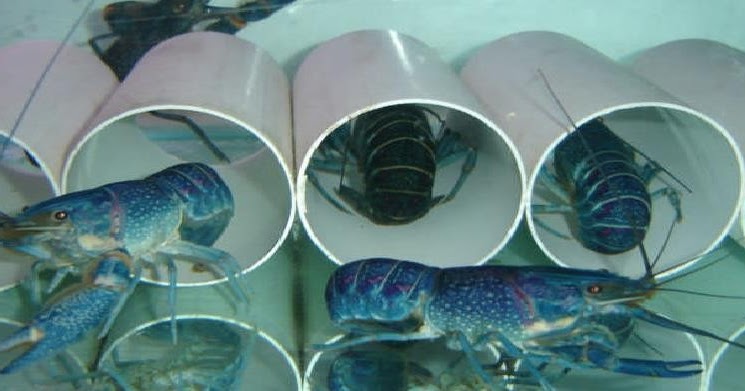 balebete baunajuku: Lobster Air Tawar - Pembenihan Red Claw (Cherax ...