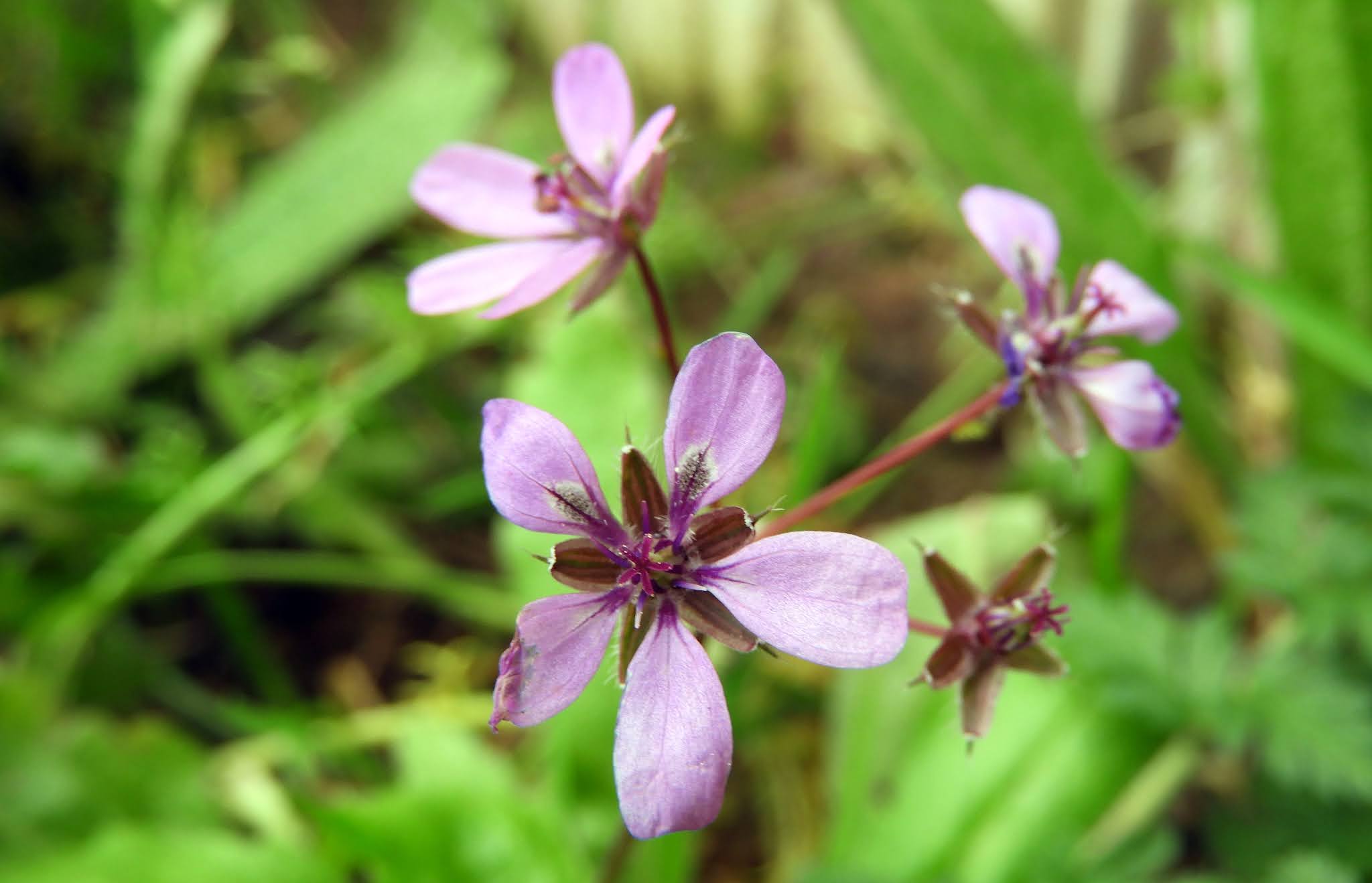 birdingexmouth: Musk Stork's-bill