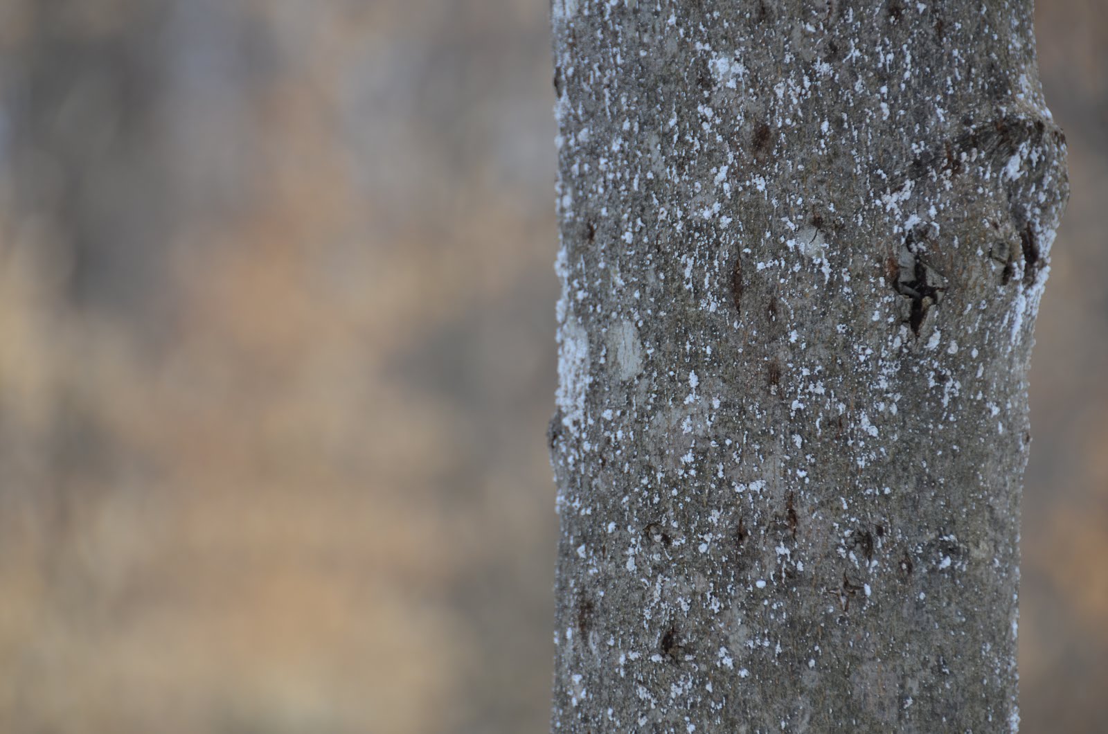 Forests: The Blight of Beech Bark Disease - - The Adirondack Almanack