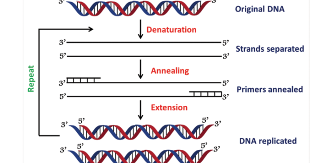 Principe de la PCR Réaction en chaîne par polymérase | BioEduc