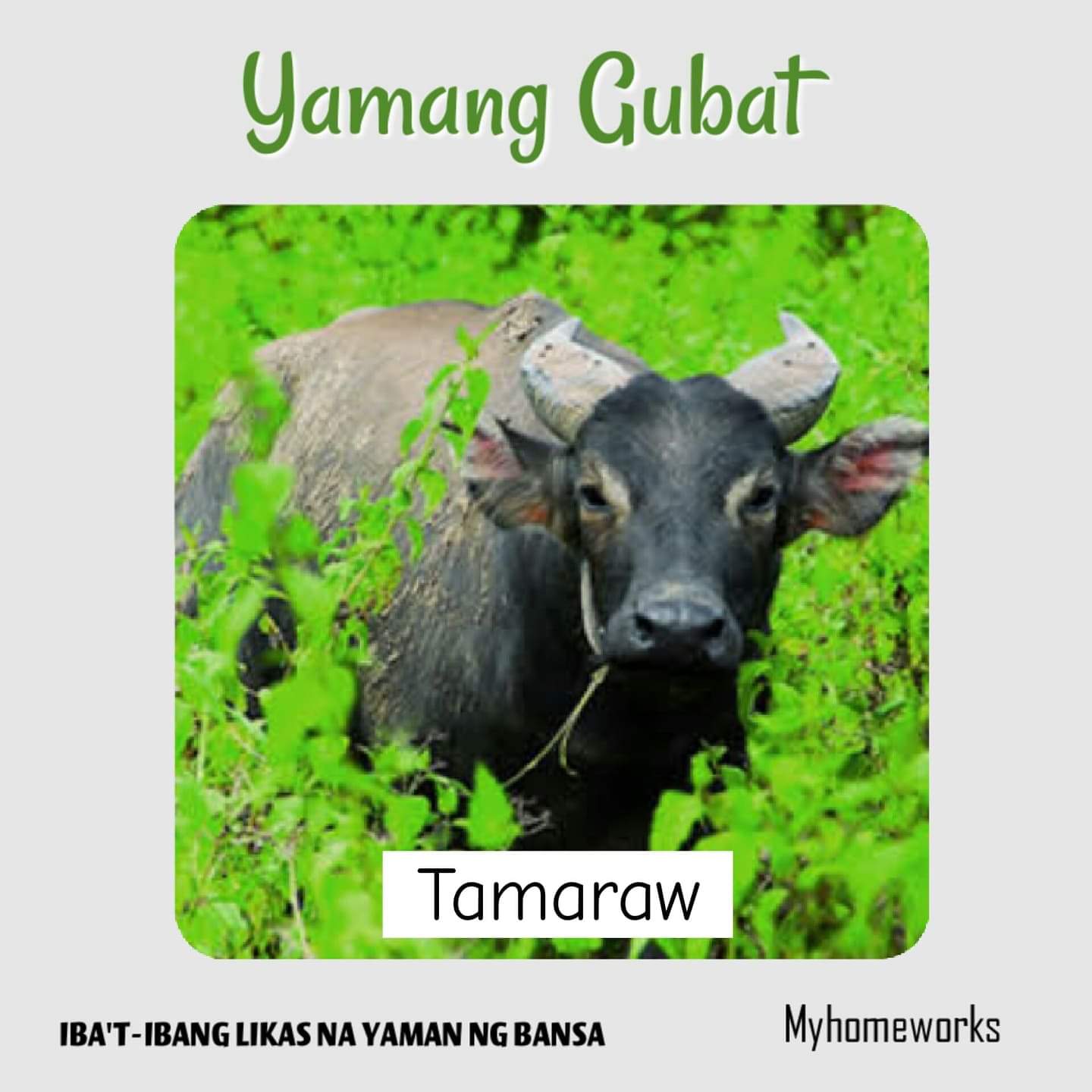 My Homeworks: YAMANG GUBAT