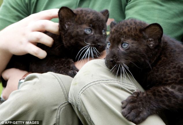 Time for a close up: Twin panther cubs are instant hit with the public ...