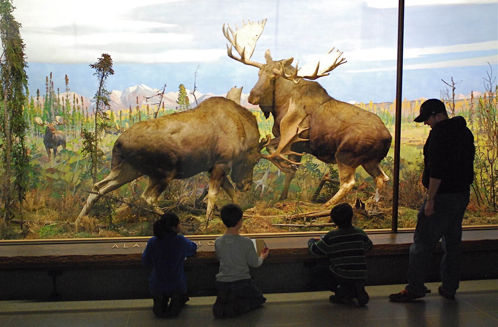NYC ♥ NYC: Artful Dioramas of North American Mammals at the American ...