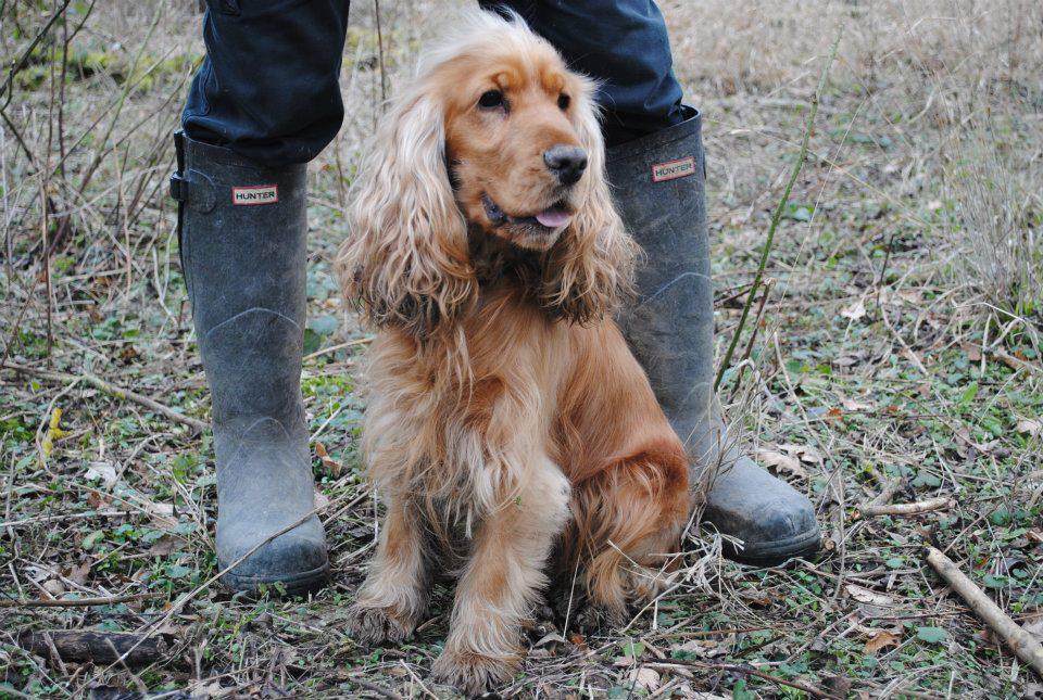 Cocker Spaniel - Hunting: Στο κυνήγι με τα Κόκερ Σπάνιελς (εικόνες ...