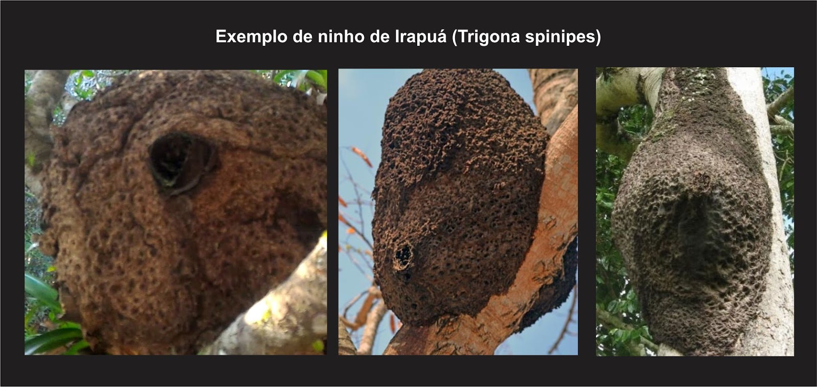 Bee News - Guia para Iniciantes: Irapuá ou Arapuá (Trigona spinipes)
