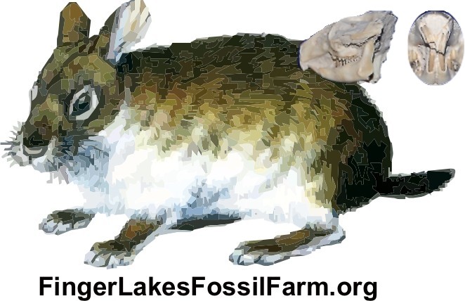 Escenarios prehistóricos: Palaeolagus