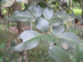 Wild Lemon - Wal Dehi | SL Flora