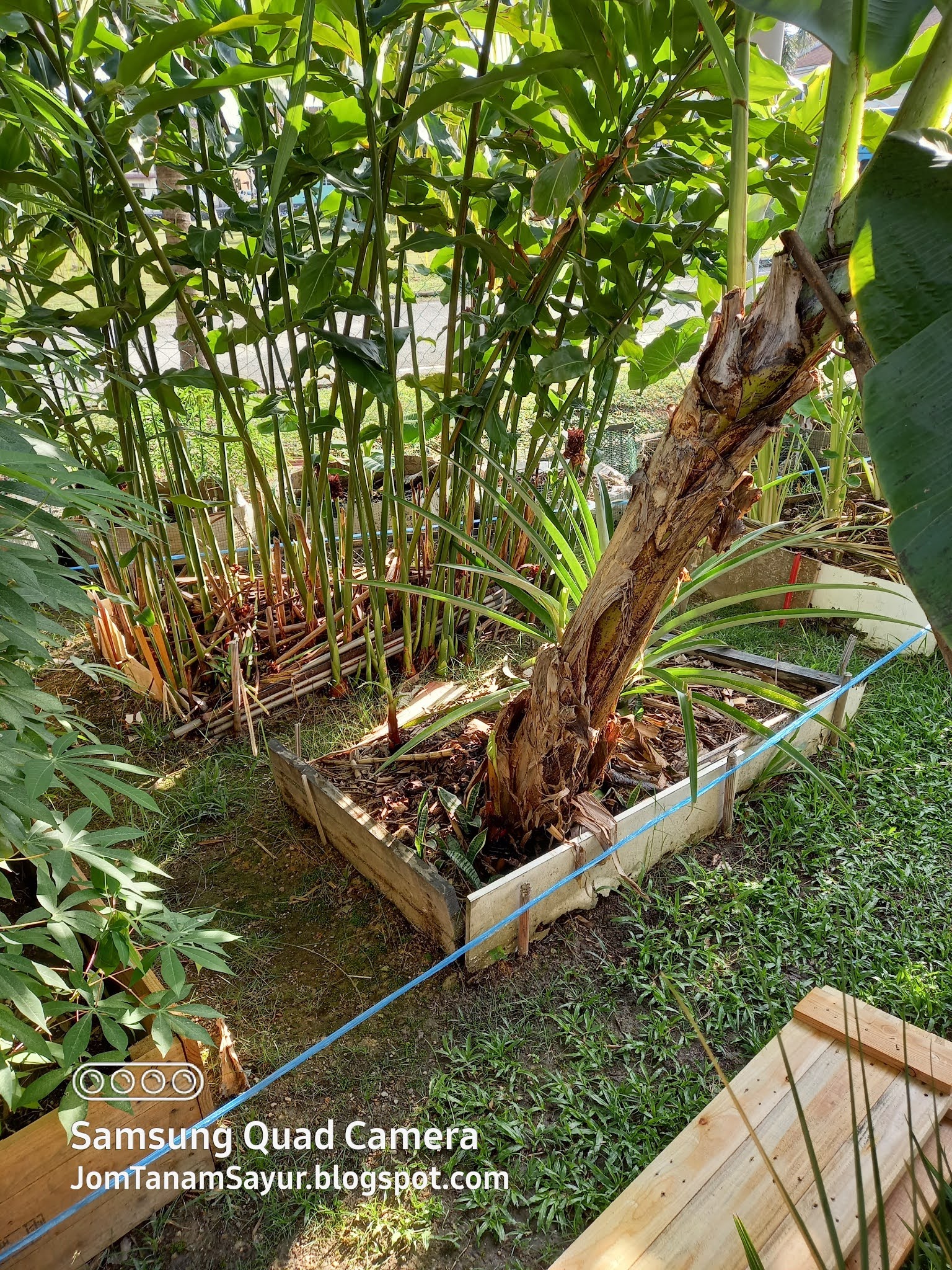 Jom Tanam Sayur ( JTS ) : Projek Mengganti Dinding Batas Timbun ( Part ...