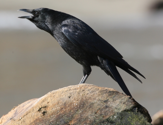 Filnore Woods Blog: Crows
