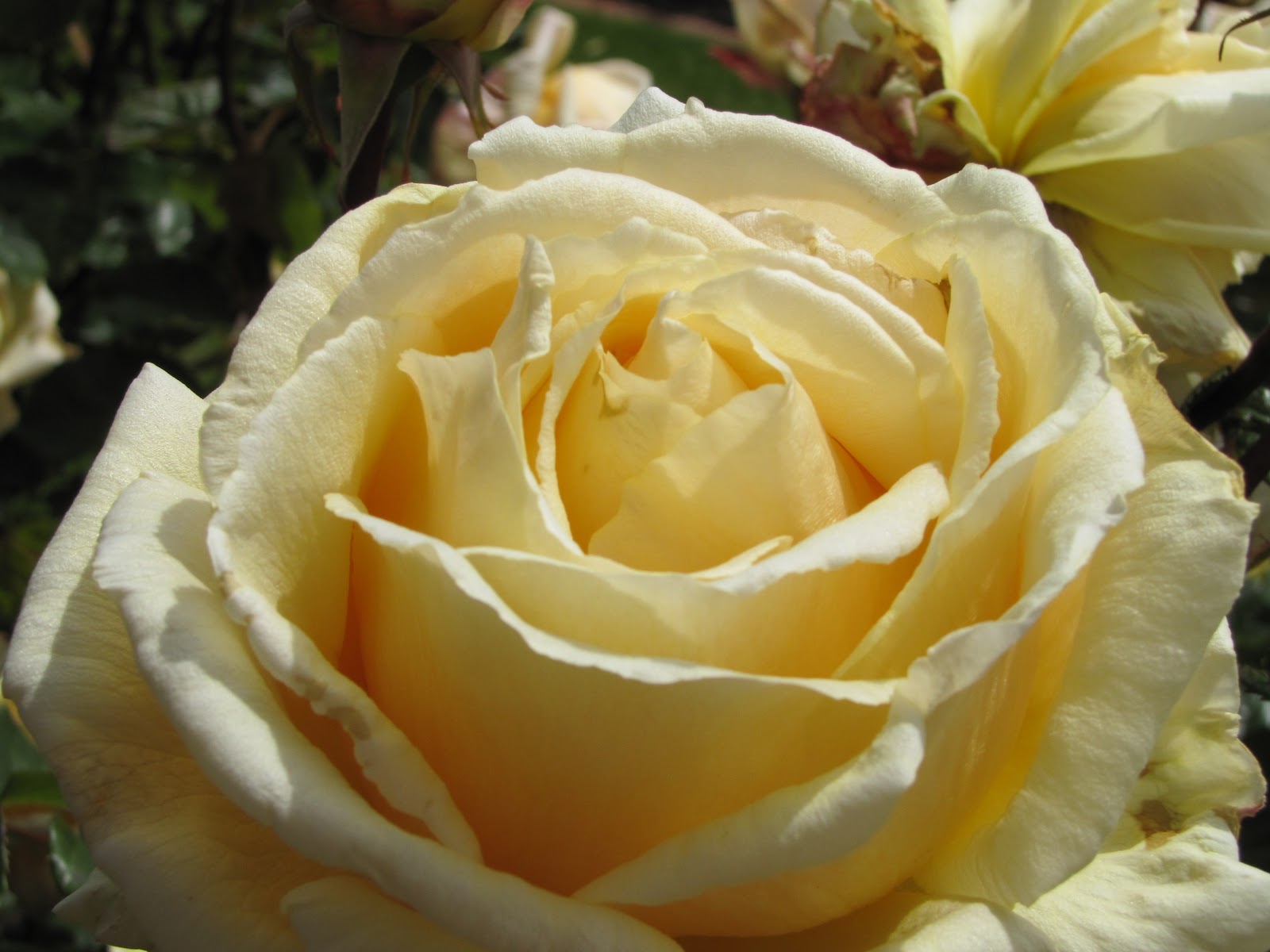 photographing New Zealand: Cream colored roses