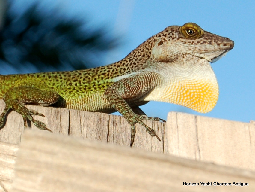 Horizon Yacht Charters Antigua: What lies beyond the beach in Antigua ...