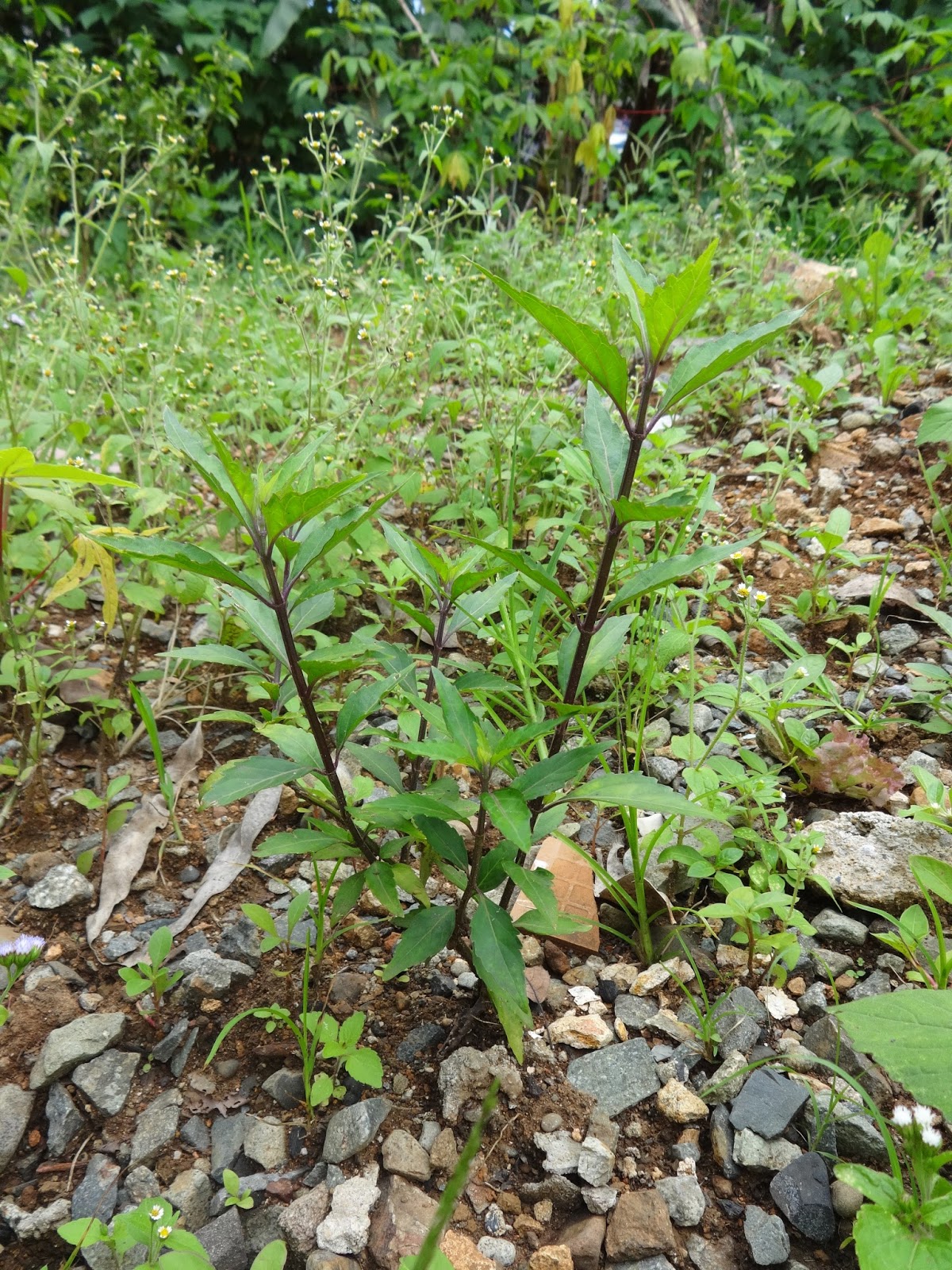 Zioła z Odległych Krain: Orthosiphon stamineus, Orthosiphon aristatus ...