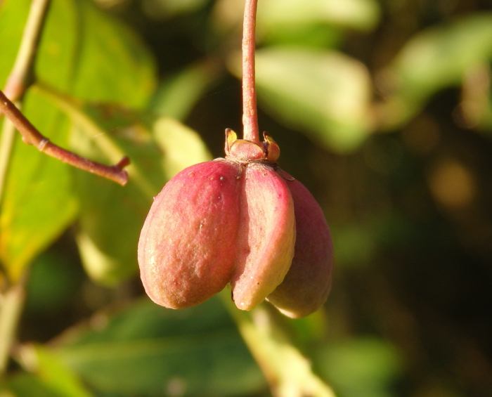 Glosario botánico con imágenes - letra F