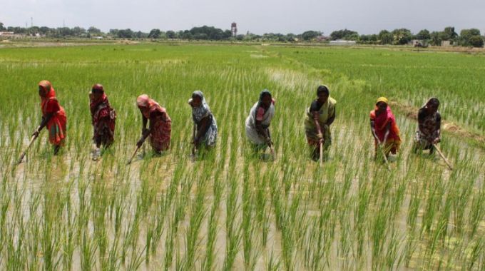 Rice Farmers Association of Nigeria RIPAN, Plateau Chapter: Rice ...