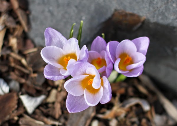 VW Garden: First Little Spring Flowers
