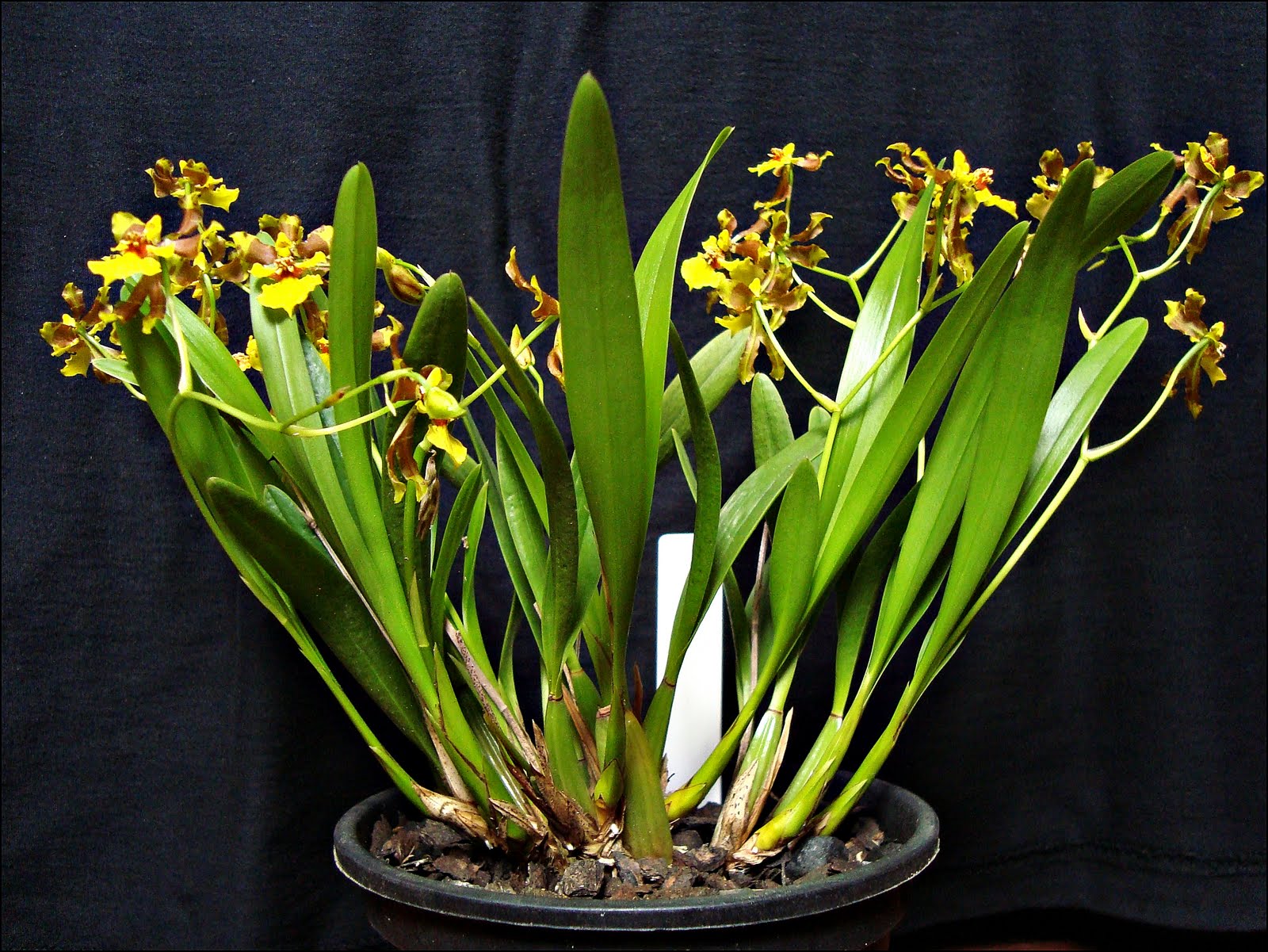 Oncidium - JungleKey.fr Image #50