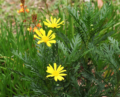 Gardening With Nature: Garden Bloggers' Bloom Day - April 2013
