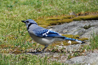 Bird Directory: Blue Jay