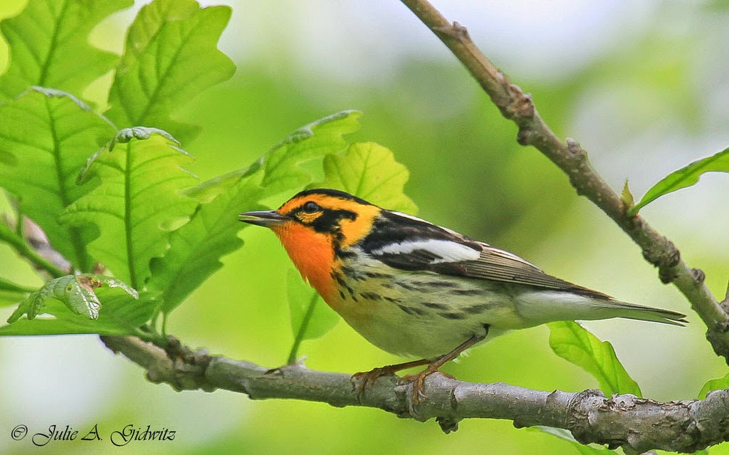 Birding Is Fun!: Magnificent Warblers!