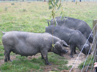 SUPER Sevens: The 3 big black Devon Pigs