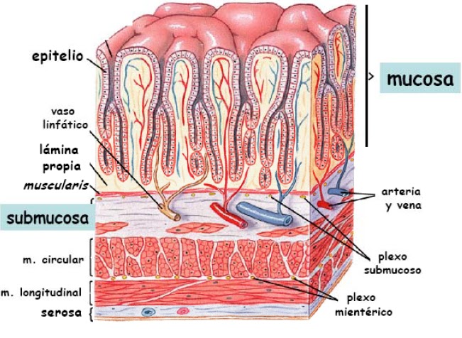 NuTriCióN y DieTéTicA: Tema 29
