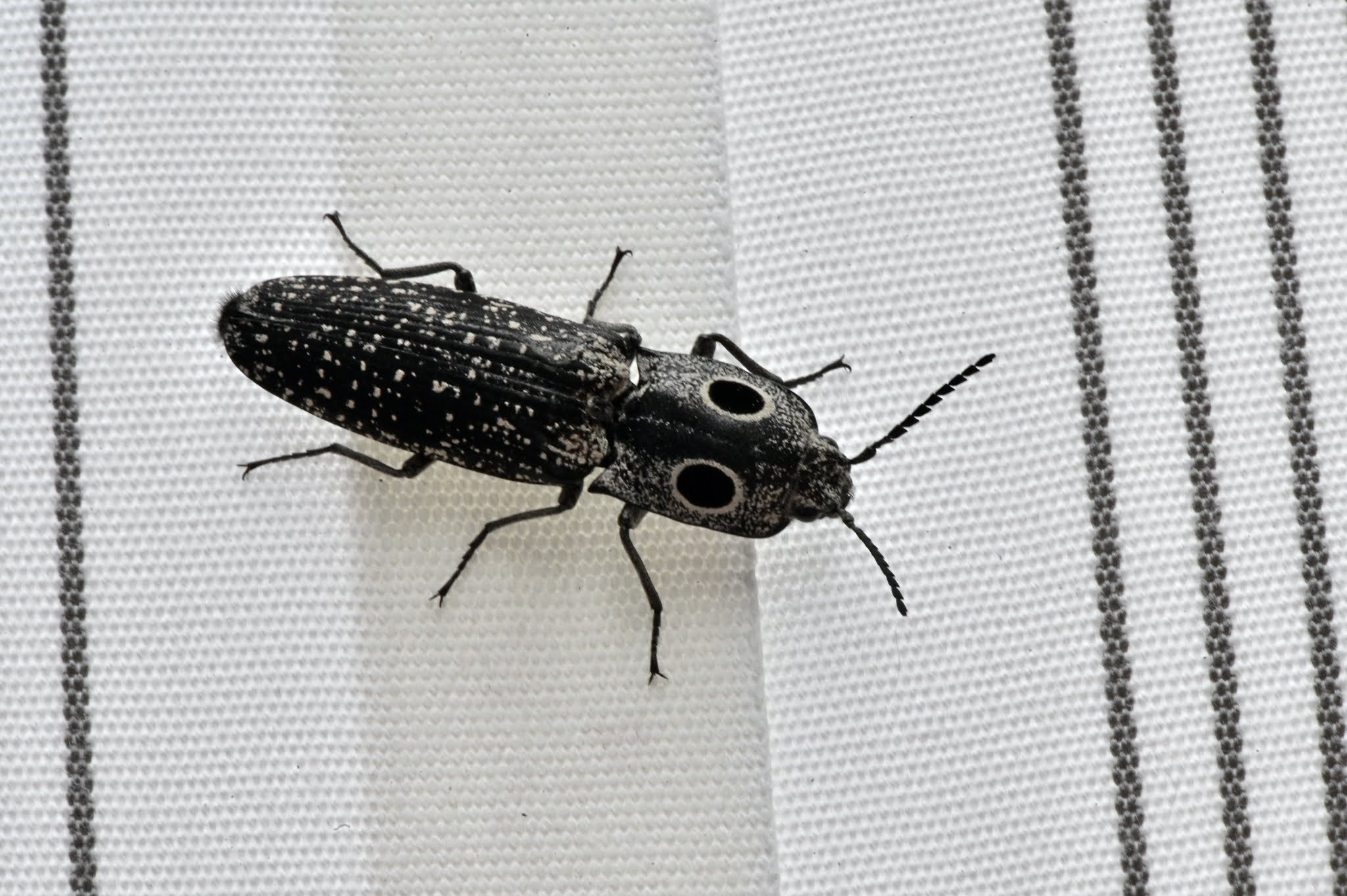 Urban Wildlife Guide: Eastern Eyed Click Beetle