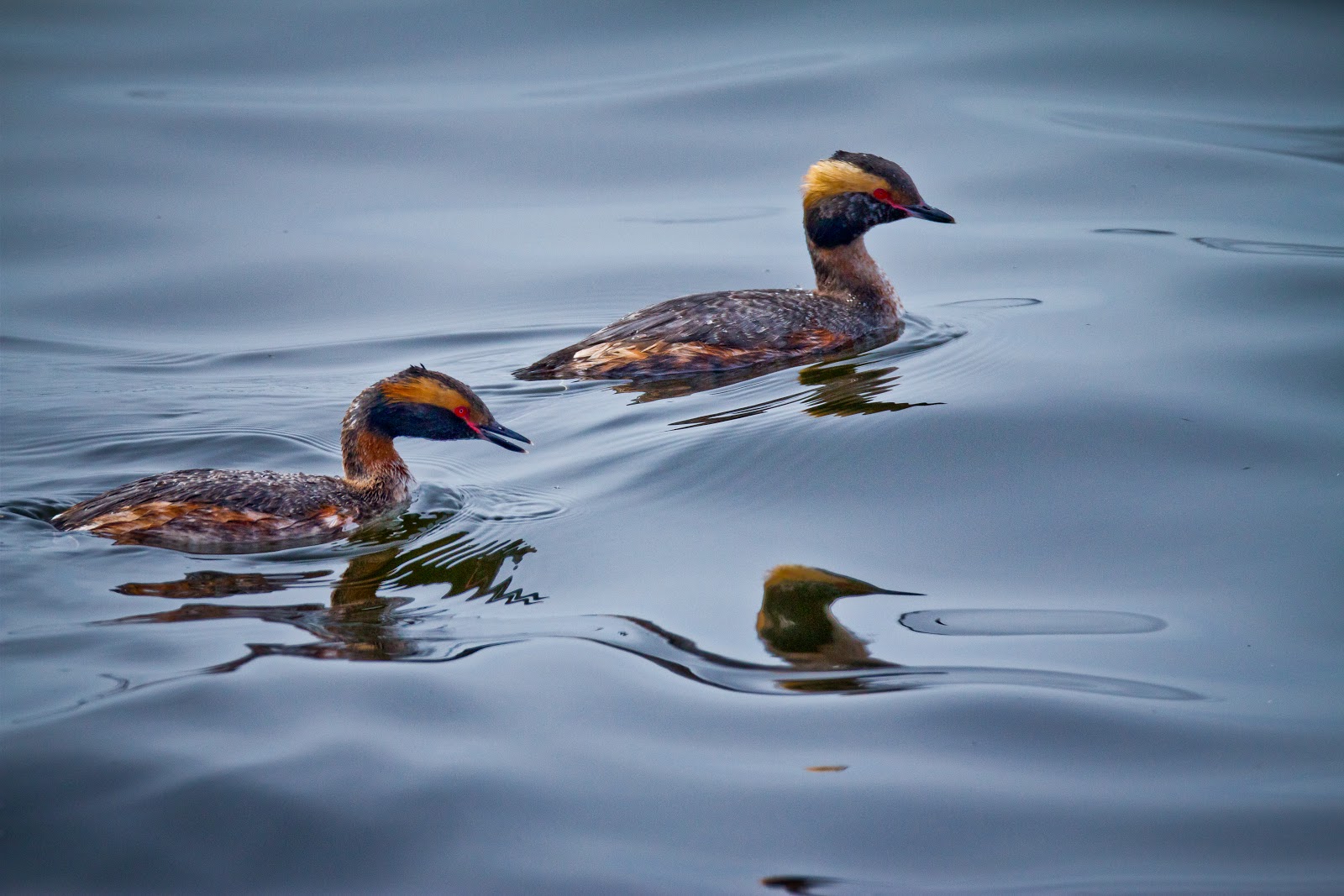 Feather Tailed Stories: Horned Grebe