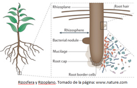 Revisión de 4 Artículos Científicos. Tema: Bioprospección