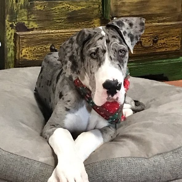 Grey Spotted Great Dane Puppy