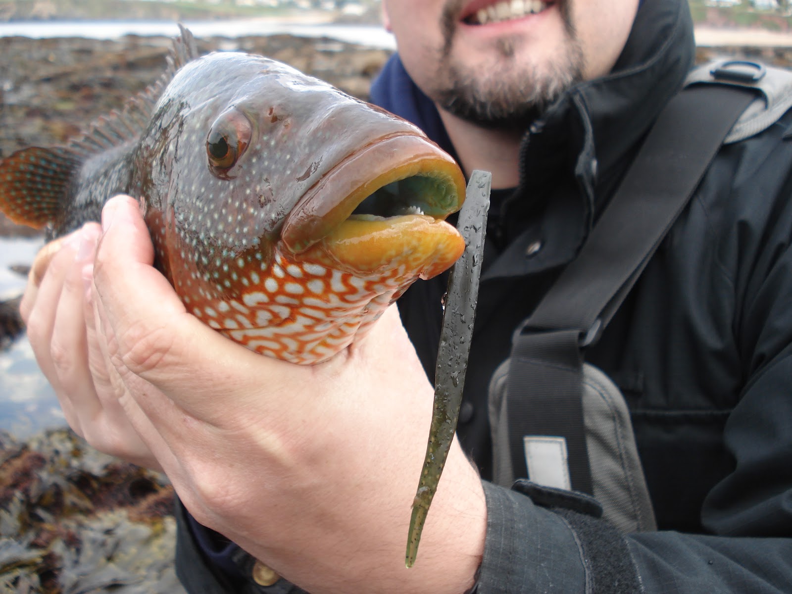 The RockFish Rookie: So LRF/HRF? Whats that all about??