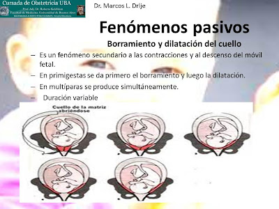 Cursada de Obstetricia Hospital Rivadavia UBA: Fenómenos activos y pasivos del trabajo de parto