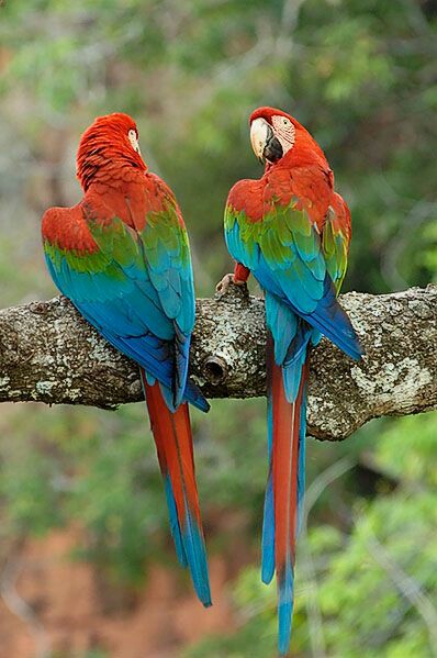 Beautiful Parrots