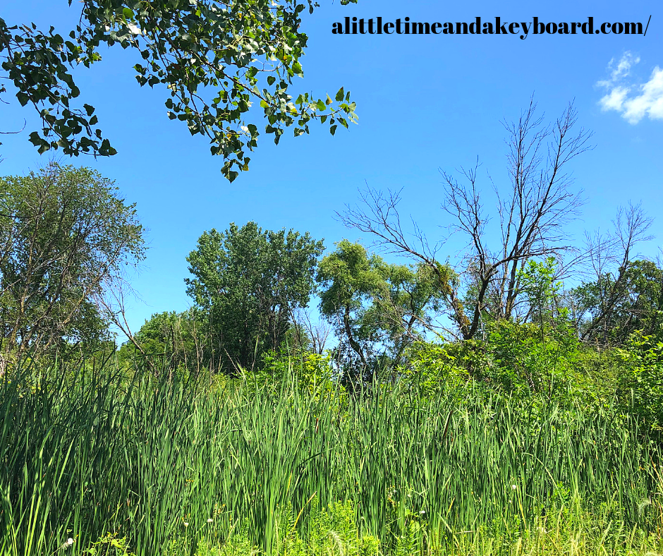 A Little Time and a Keyboard: Wandering Songbird Slough Trail in Itasca ...