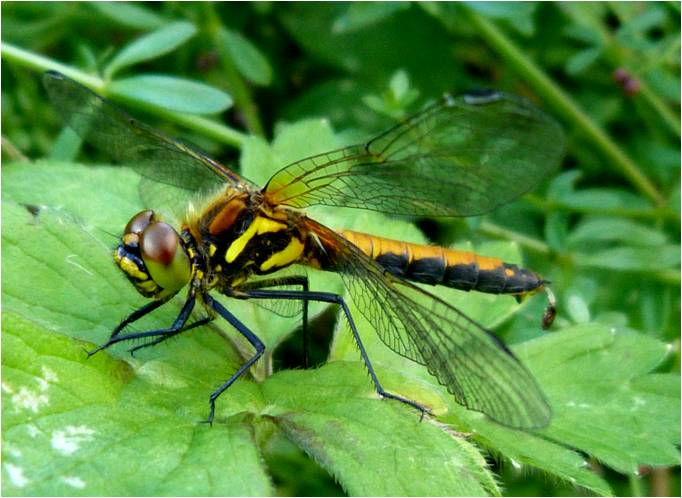 Insects of Scotland: Dragonflies/Damselflies