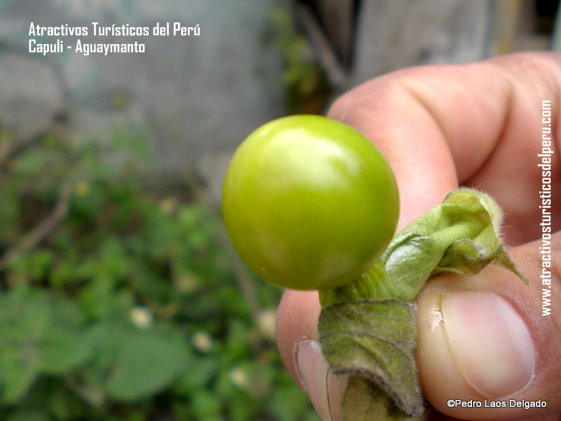 Capuli - Aguaymanto.- La fruta de los Incas | Atractivos Turísticos del ...