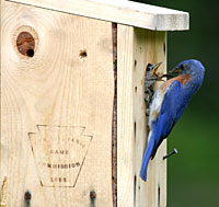 PA Environment Digest Blog: Game Commission: Bluebird Boxes Available ...