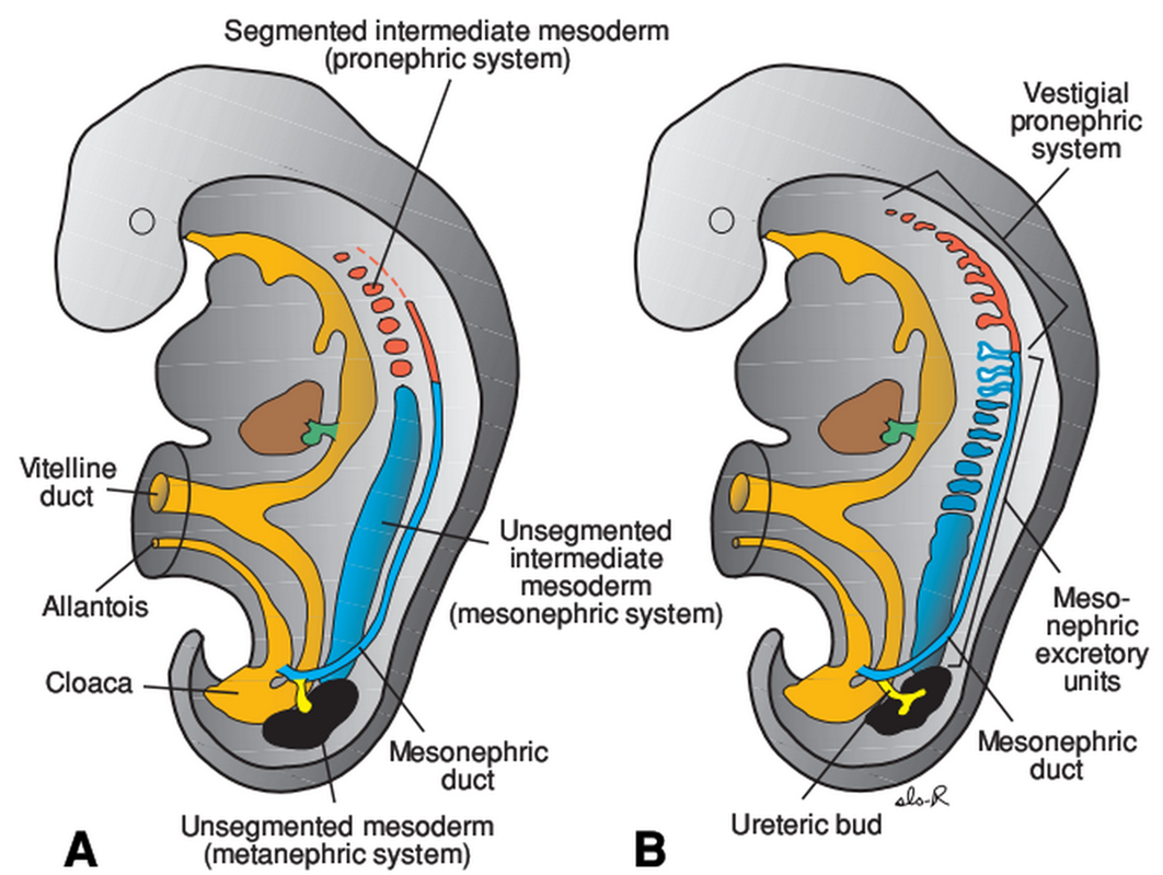 MBBS Medicine (Humanity First): Urinary System (Embryology)