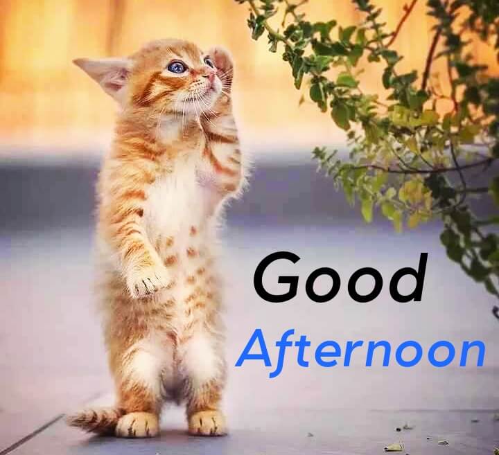 25+ Best Good Afternoon Pictures, Images, Photos - Mixing Images