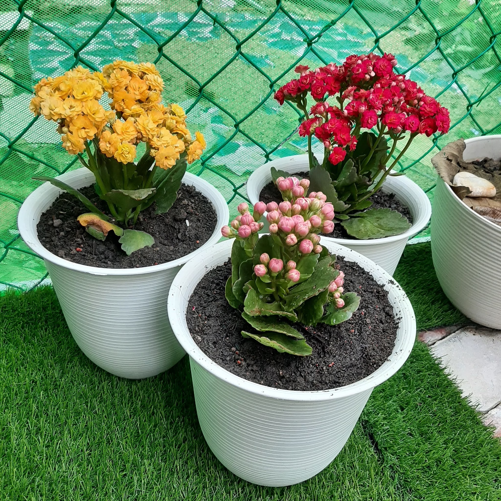 Miles of smiles: Bunga dan rerama