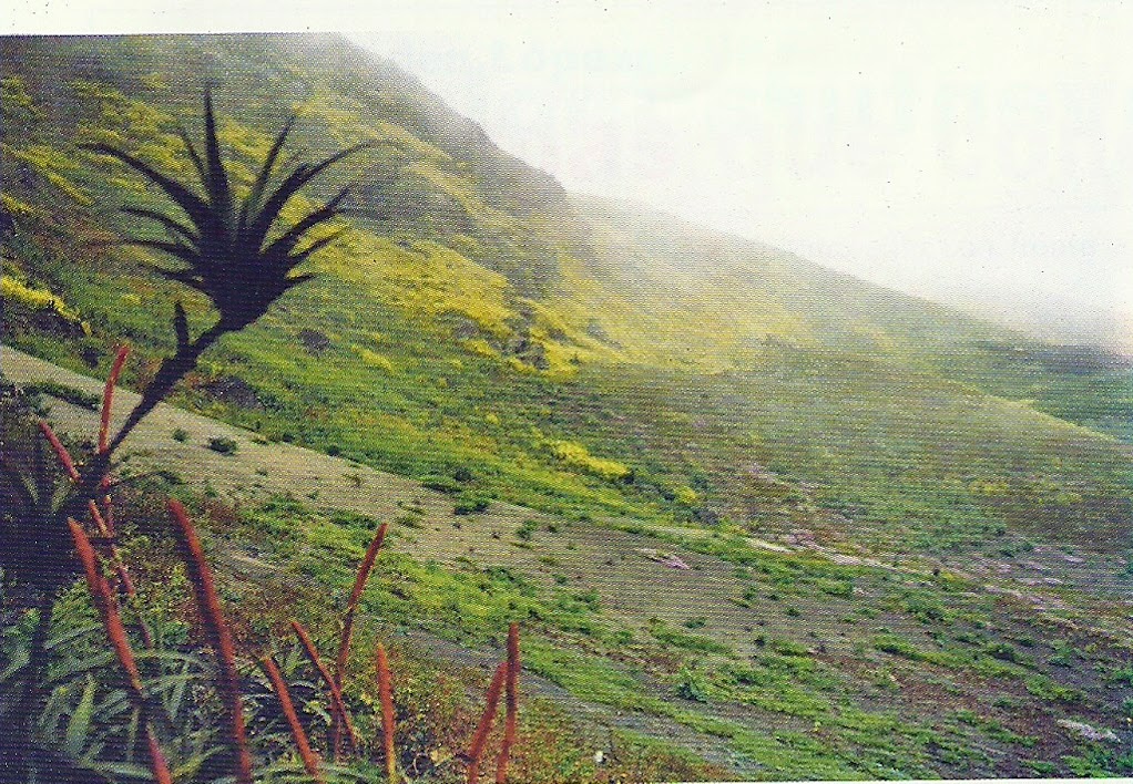 MANCHAN - CASMA: LOMAS DE MONGÓN DE CASMA
